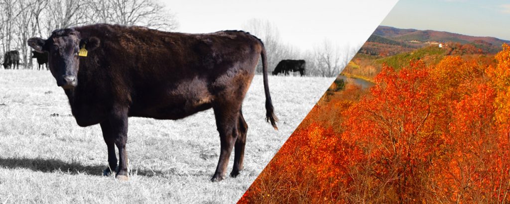 Home - Buck Mountain Ranch