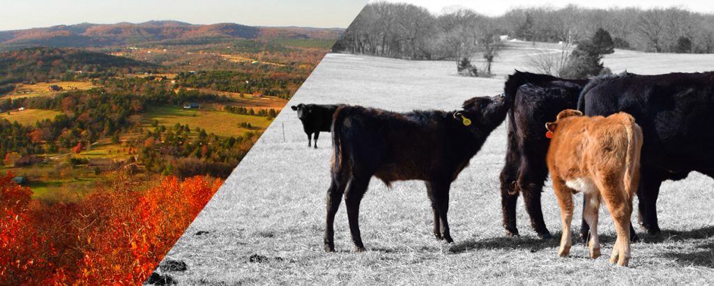 Home - Buck Mountain Ranch