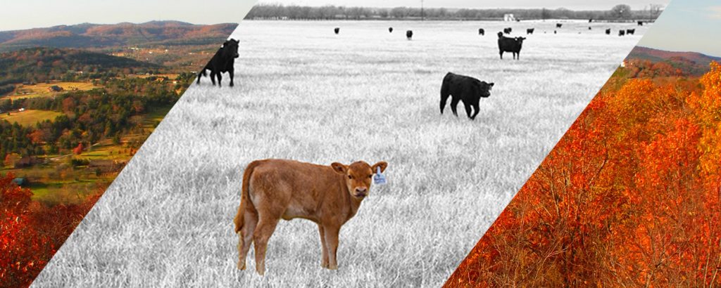 Home - Buck Mountain Ranch