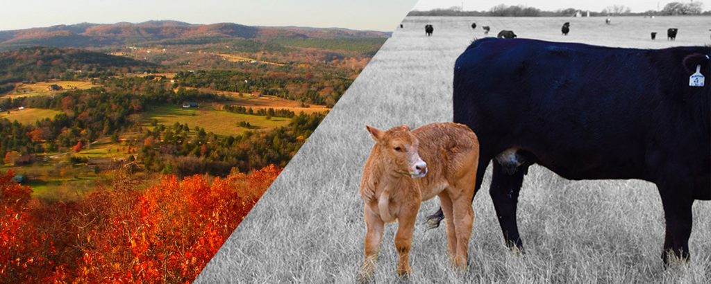 Home - Buck Mountain Ranch